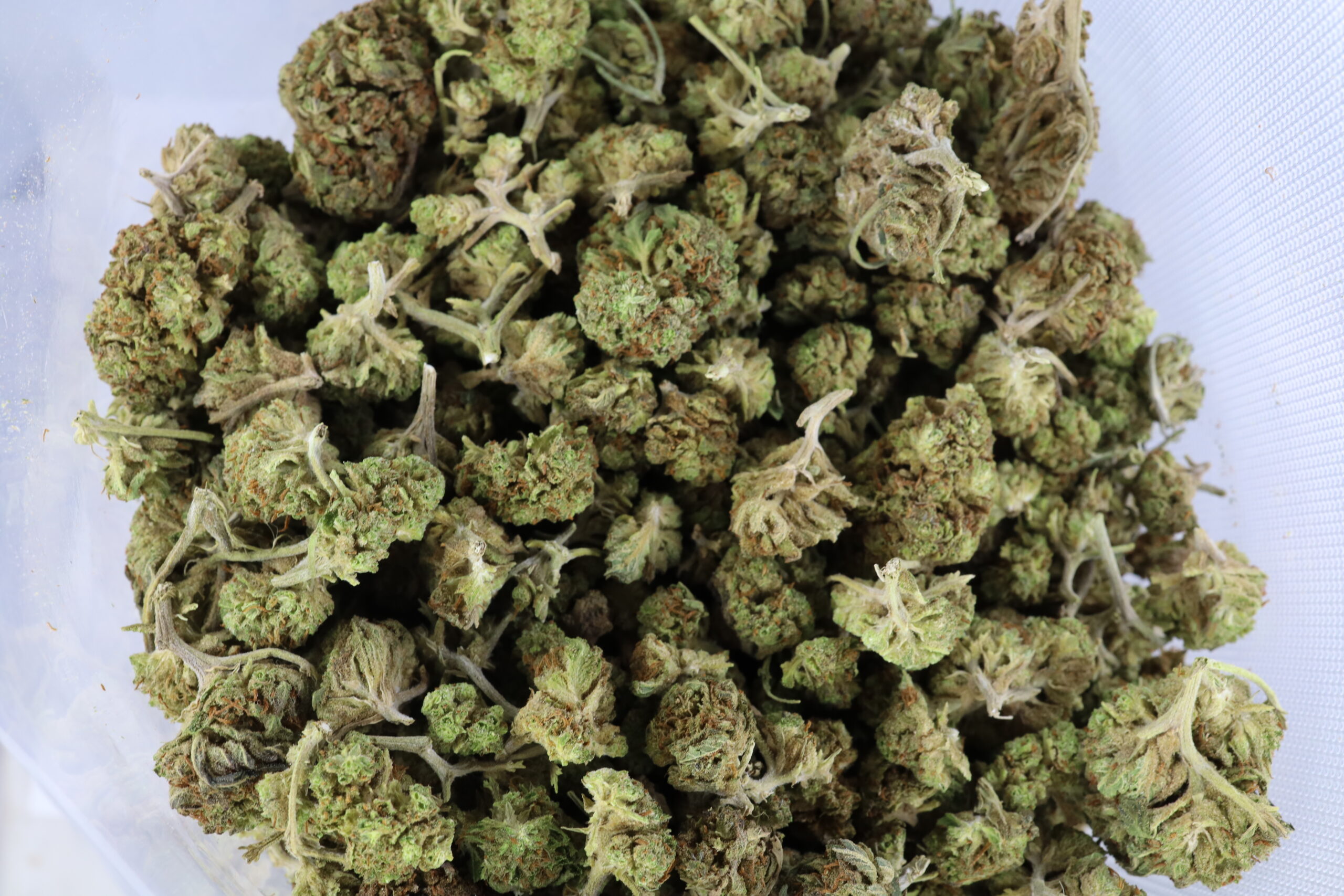 Alien Gorilla (Greenhouse) - ($.$) - Naked Canada